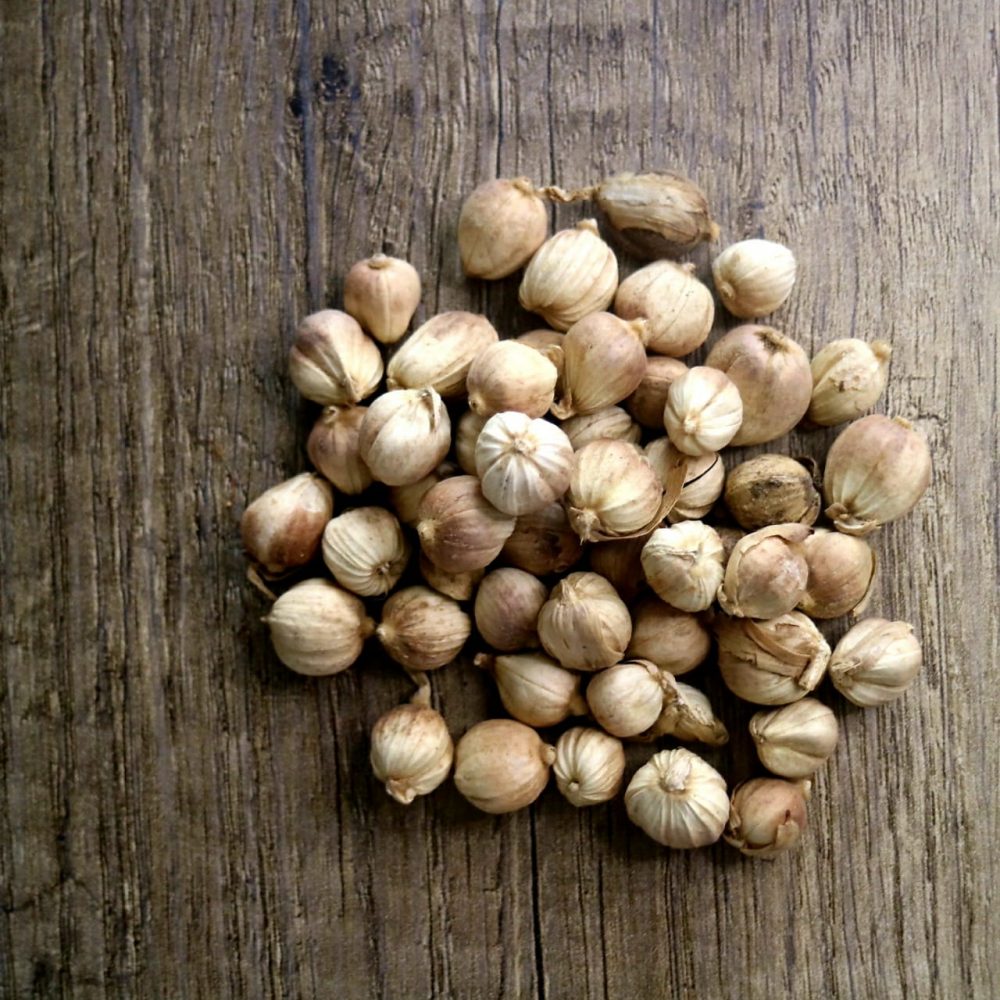 Kapulaga - Bali Fresh Frutt