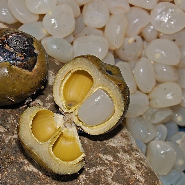 Kolang Kaling - Bali Fresh Frutt